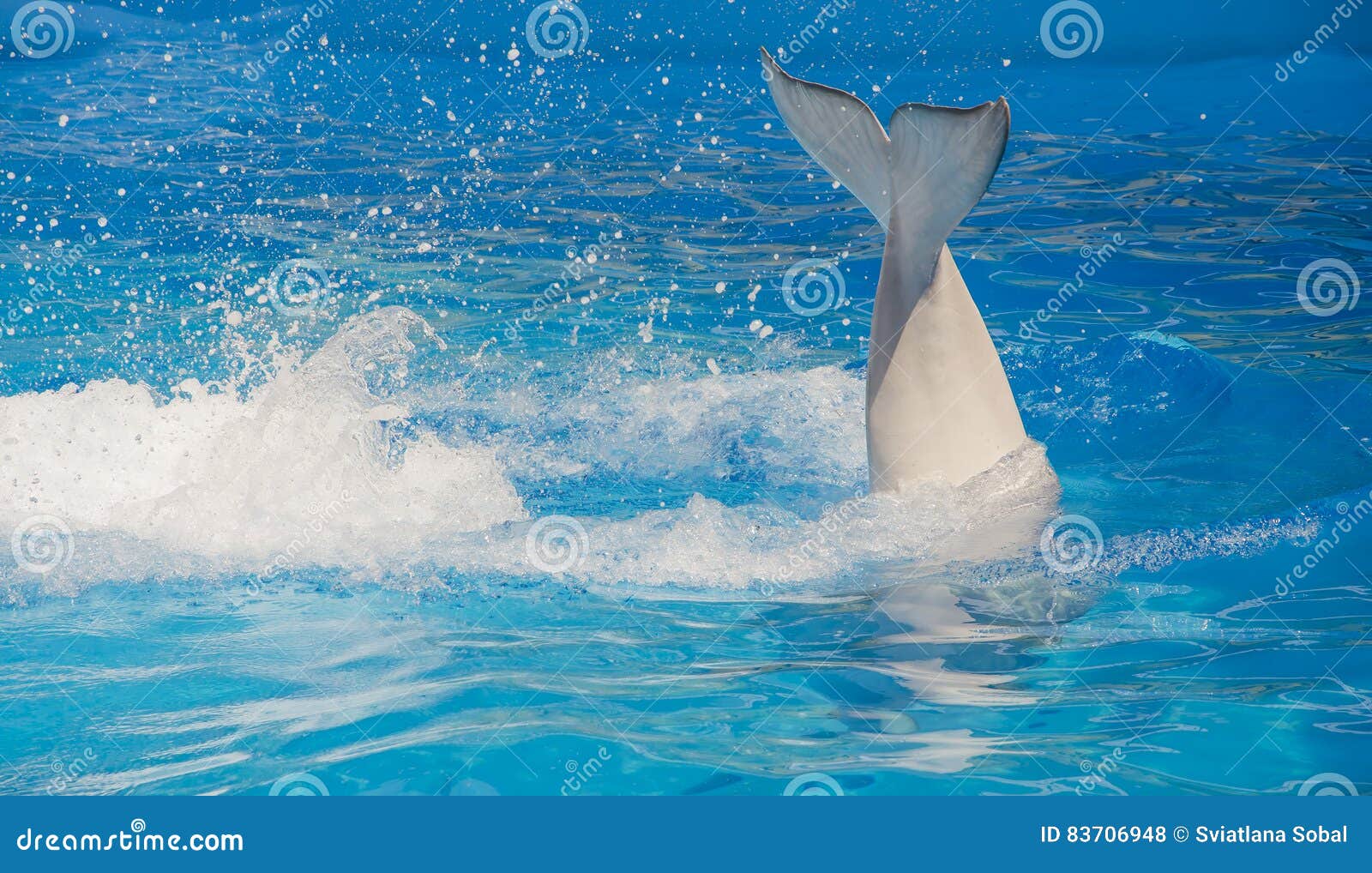 Tail Beluga Stock Photo | CartoonDealer.com #83706948