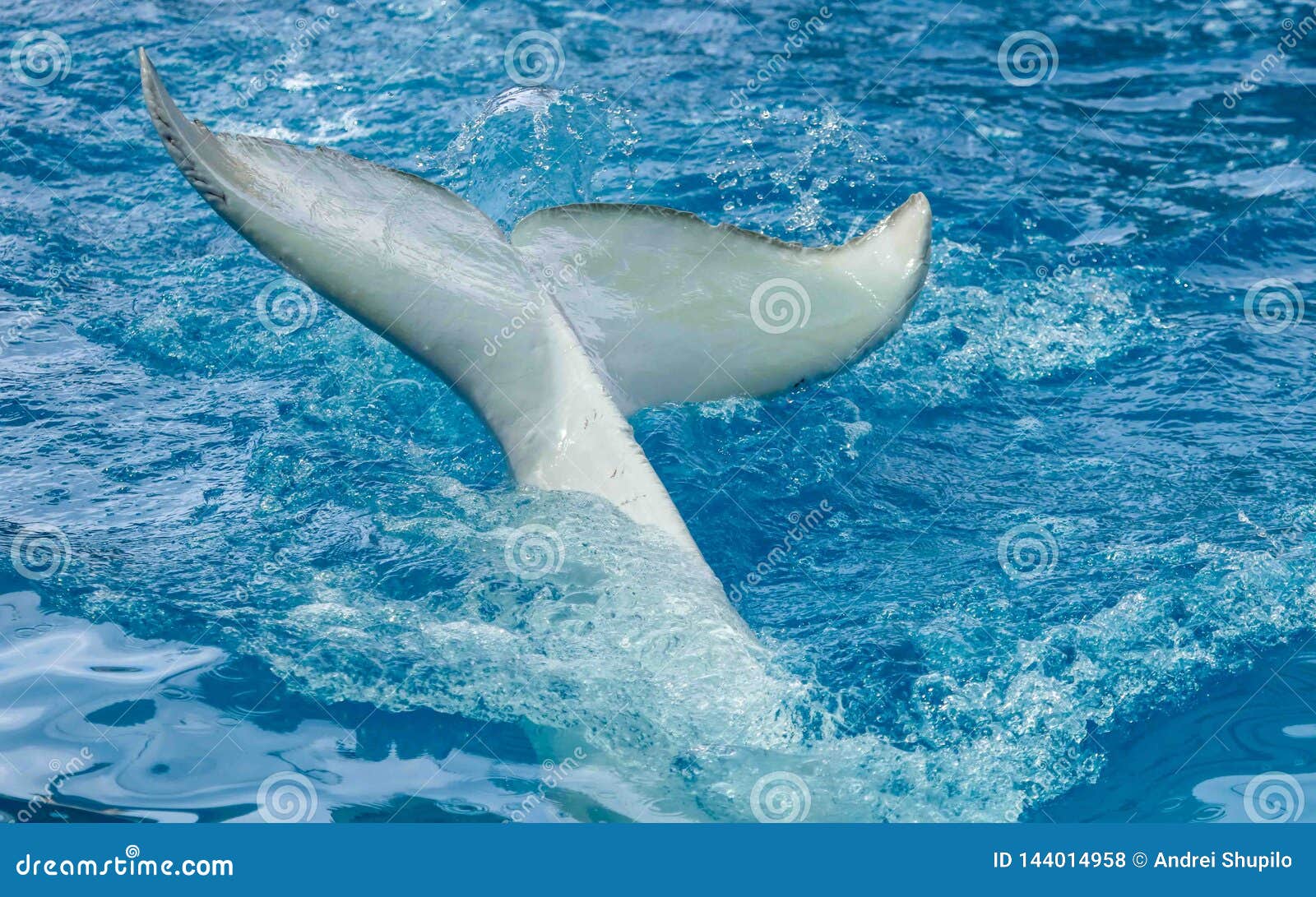 Tail of a Big White Dolphin in the Pool Stock Photo - Image of dolphin ...