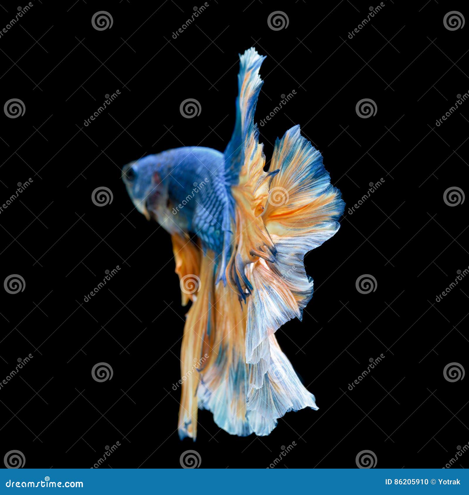 Tail of blue fighting fish stock photo. Image of beautiful - 86205910