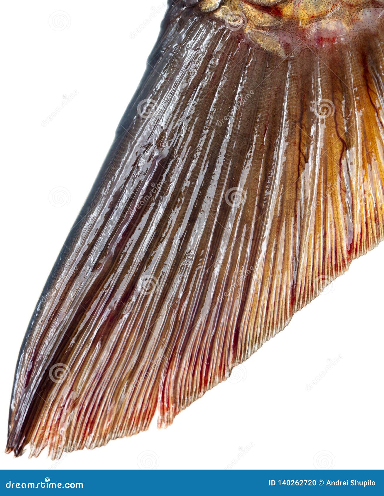 Tail of Carp Fish Isolated on White Background Stock Photo - Image of ...