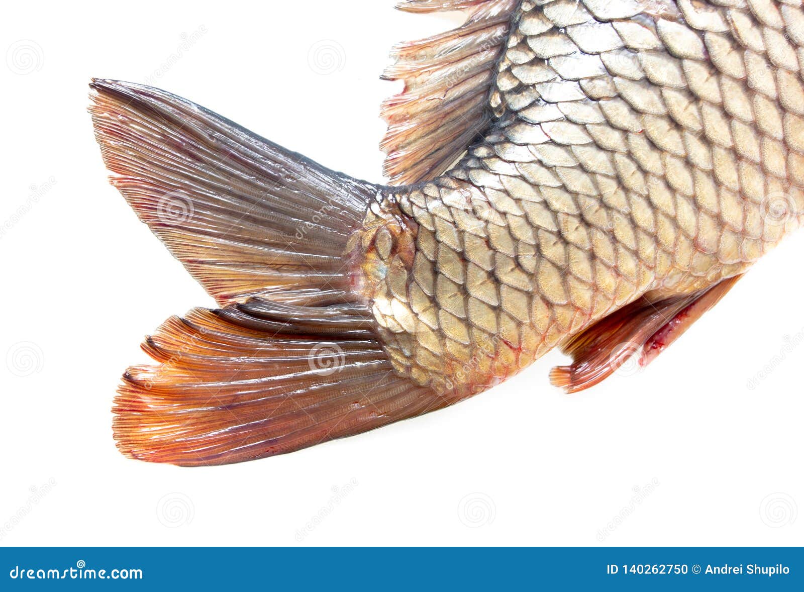 Tail of Carp Fish Isolated on White Background Stock Photo - Image of ...
