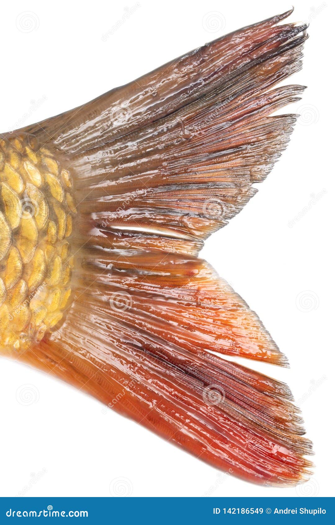 Tail of Carp Fish Isolated on White Background Stock Image - Image of ...