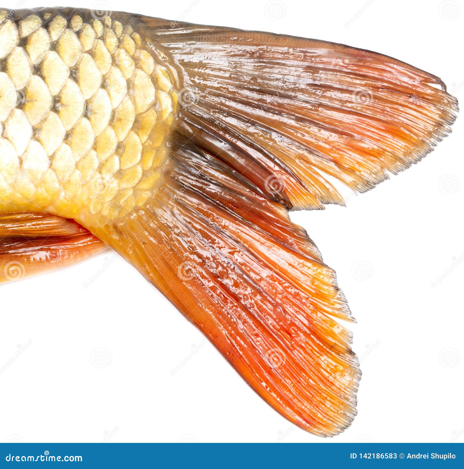Tail of Carp Fish Isolated on White Background Stock Image - Image of ...