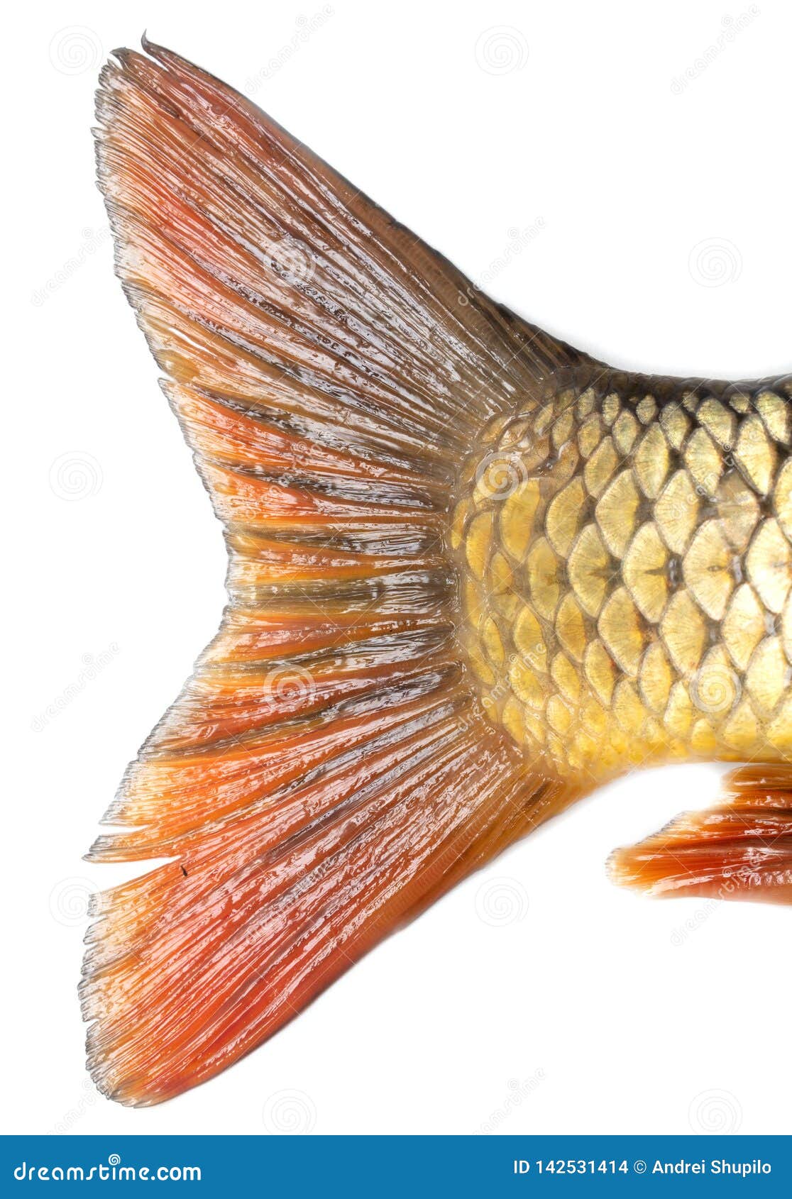 Tail of Carp Fish Isolated on White Background Stock Photo - Image of ...