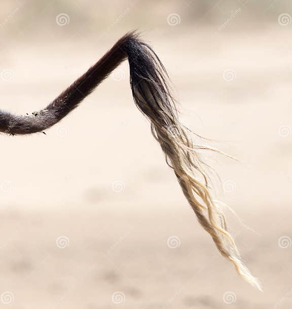 The tail of a cow stock photo. Image of cattle, indoors - 107812510