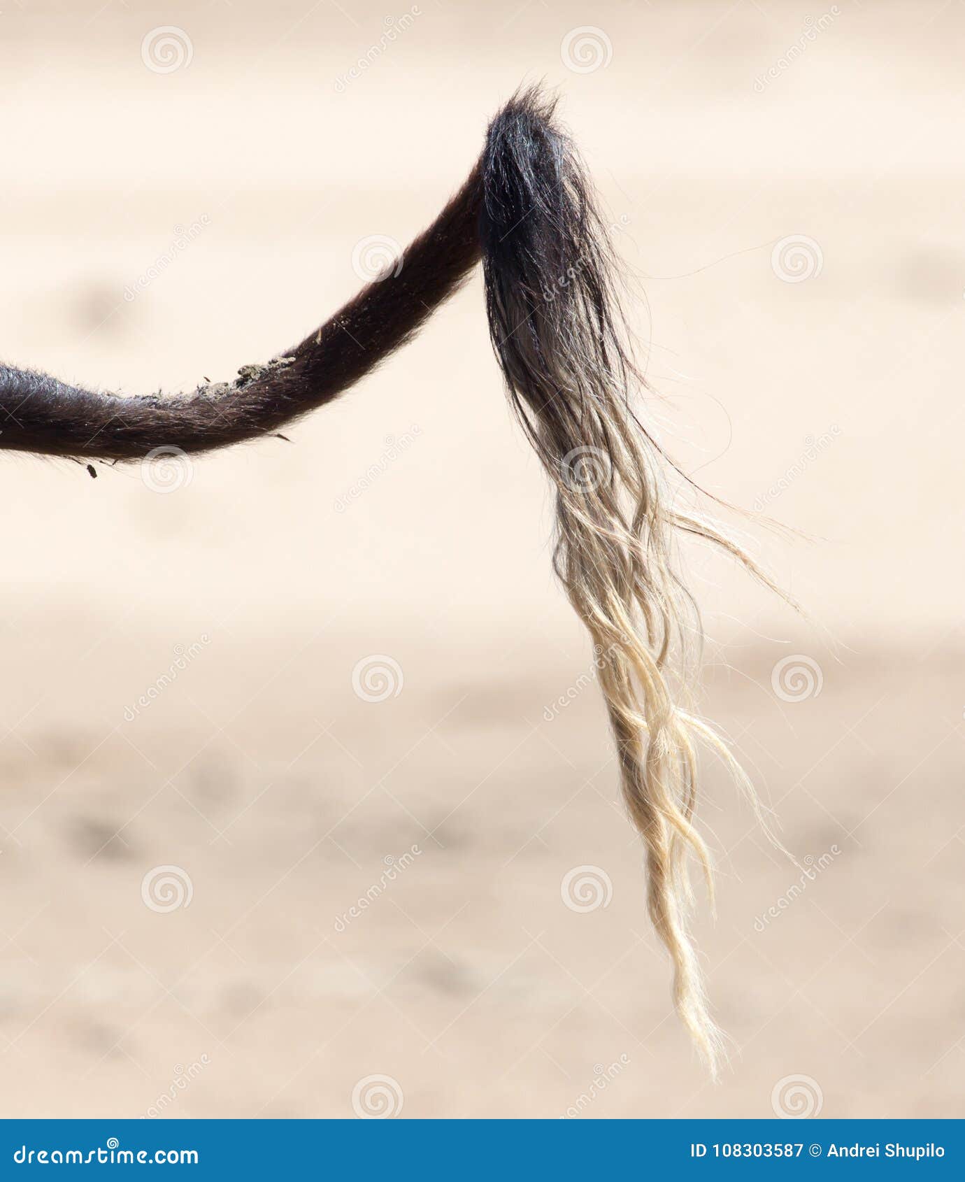 The tail of a cow stock image. Image of inside, view - 108303587