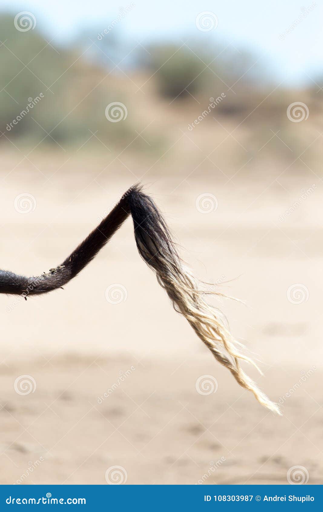 The tail of a cow stock image. Image of agriculture - 108303987