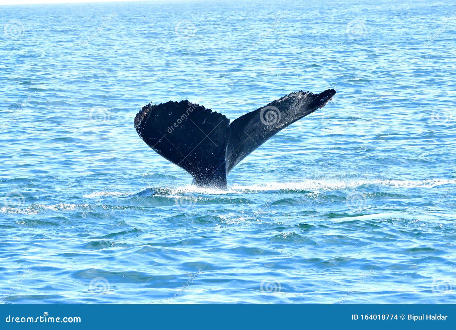 The Tail of a Diving Whale stock photo. Image of deep - 164018774