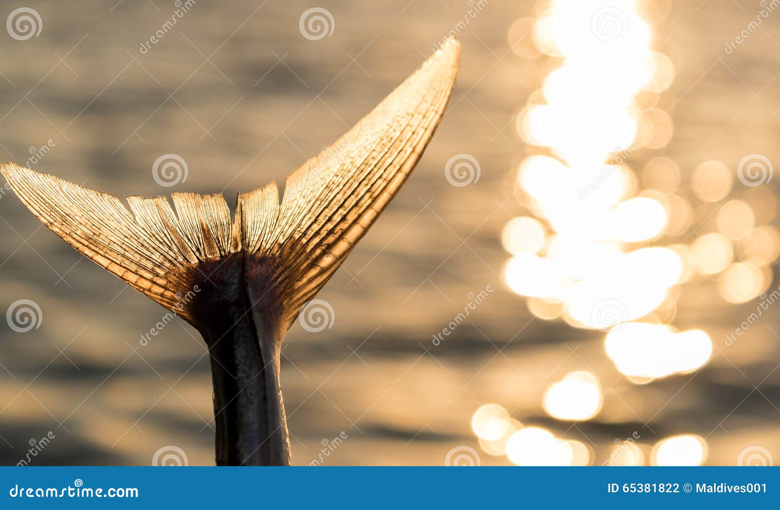 Tail of Dogtooth tuna stock photo. Image of creation - 65381822