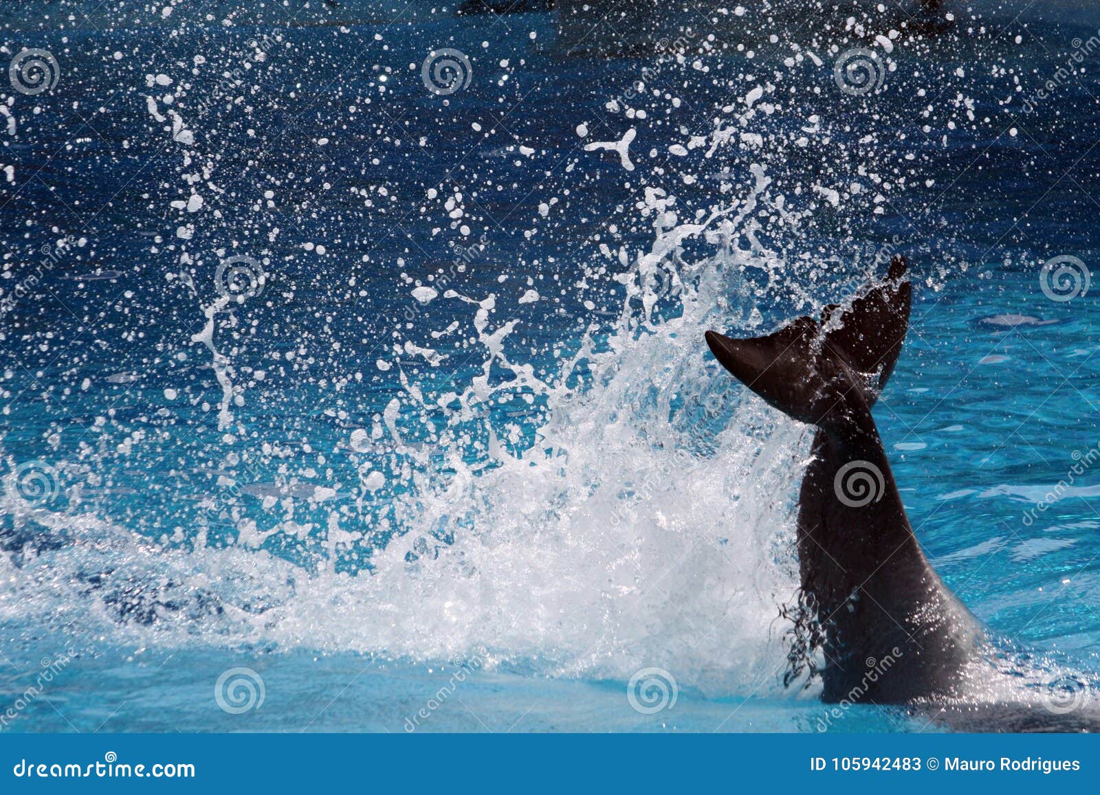 Tail of Dolphin Making Splash Stock Image - Image of show, performer ... Tail of Dolphin Making Splash Stock Image - Image of show, performer ...