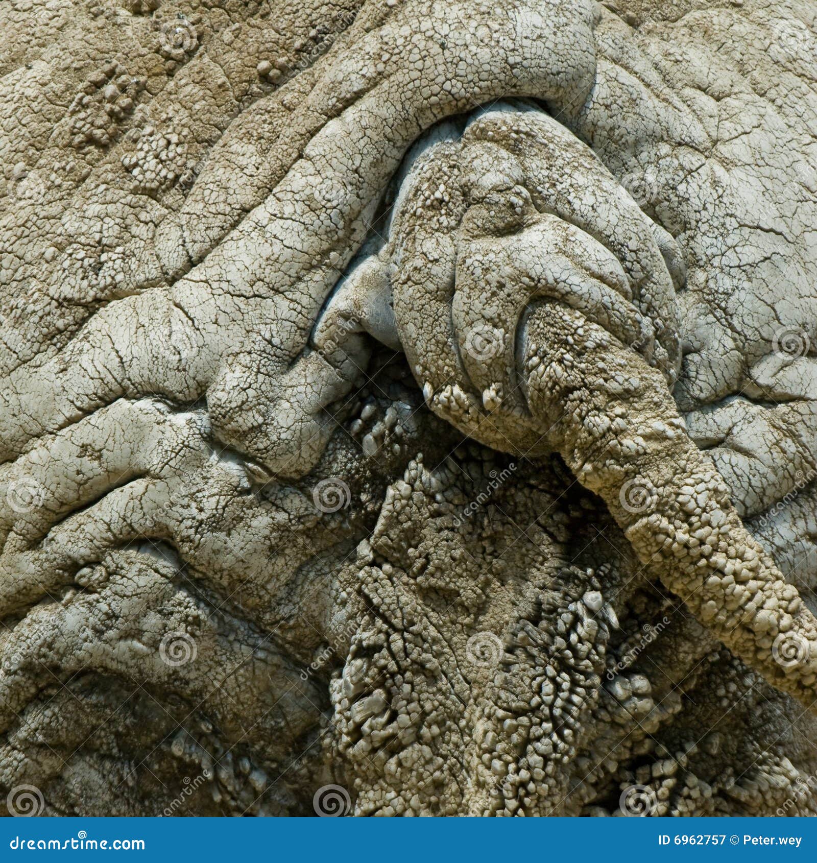 Tail of an elephant. stock image. Image of tail, south - 6962757
