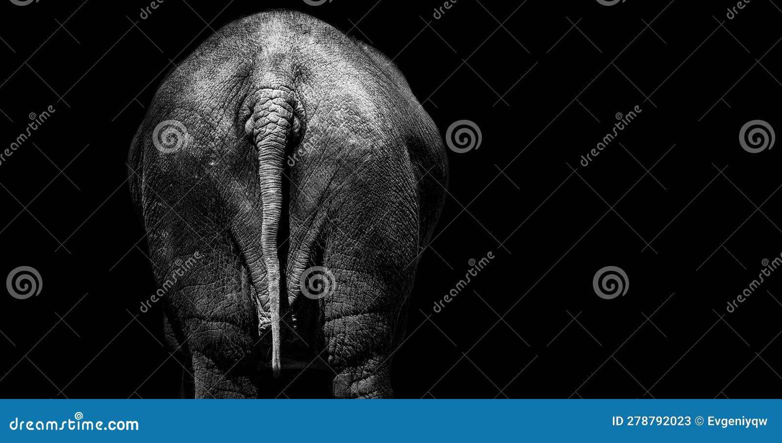 Tail Elephant, Elephant Rear View Stock Image - Image of view, tusks ...