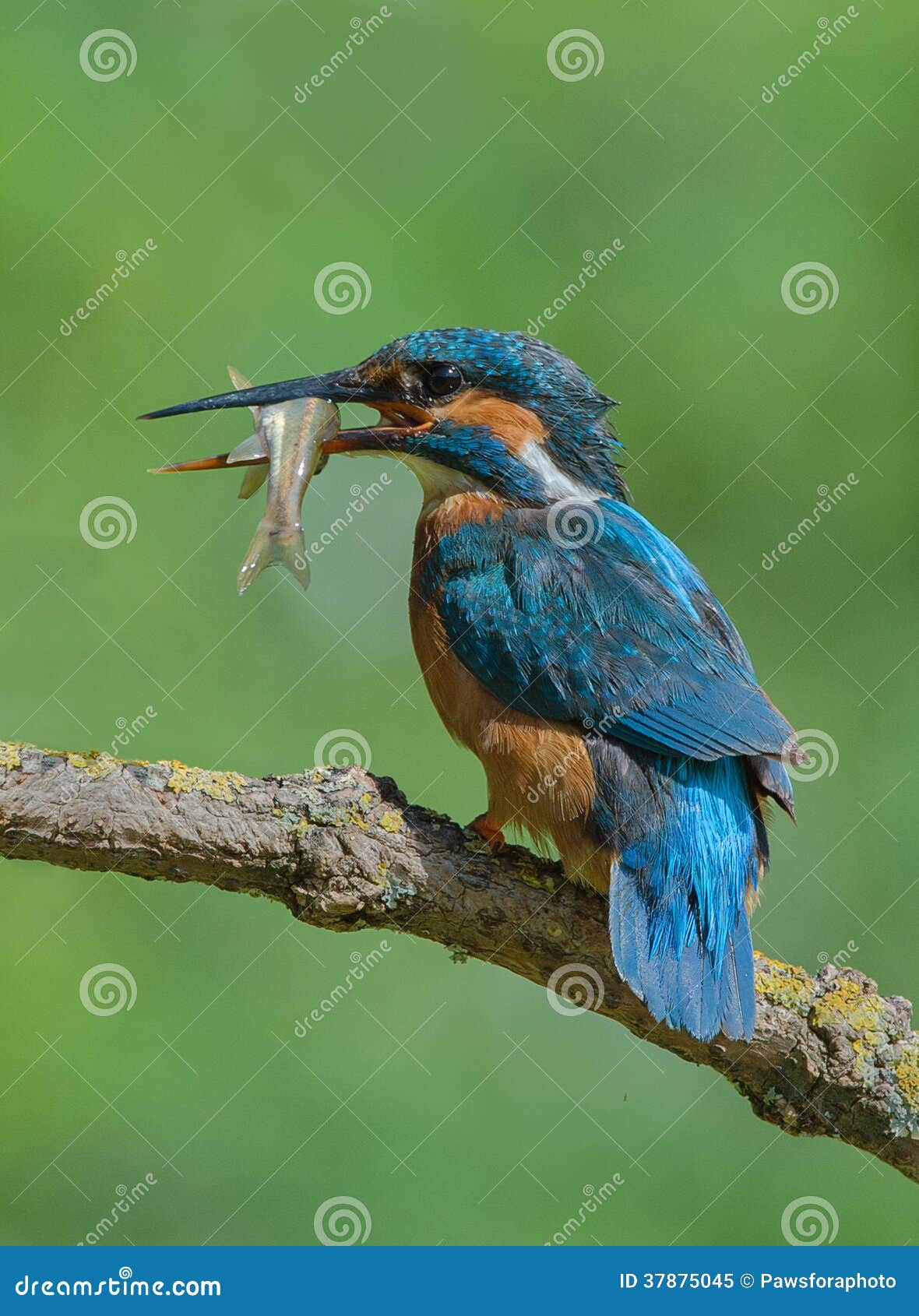 Tail End stock image. Image of bird, wildlife, fish, tail - 37875045