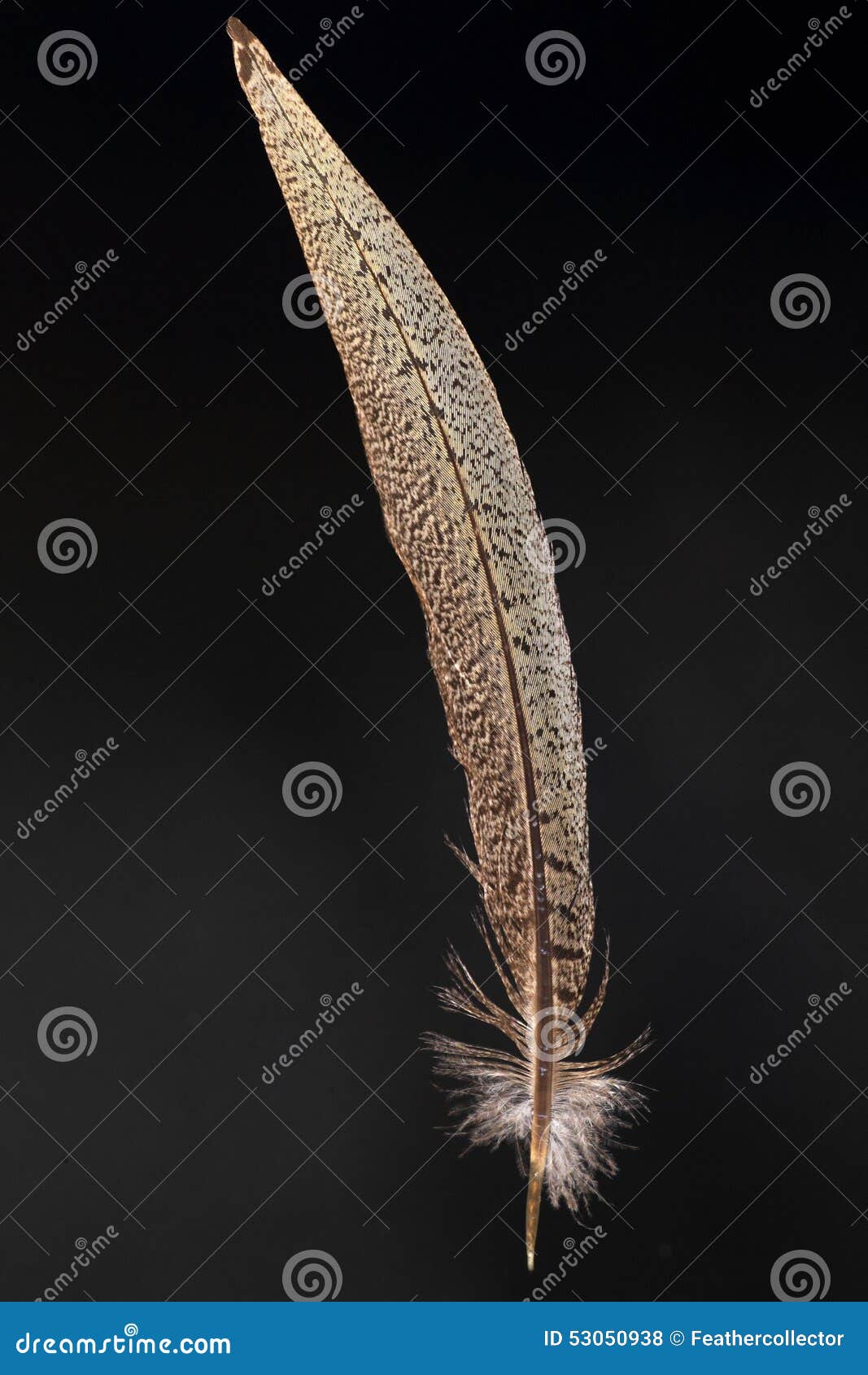 Tail Feather of Japanese Pheasant Stock Photo - Image of phasianus ...