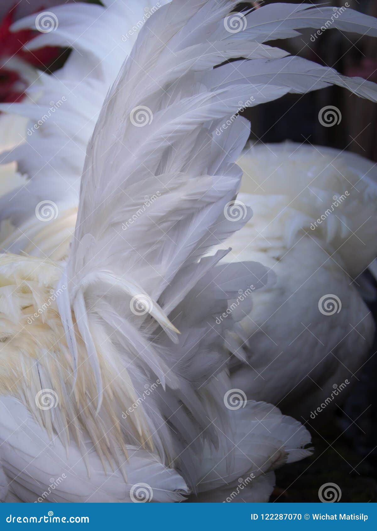 Tail Feathers White Bantams Stock Photo - Image of farm, bantam: 122287070
