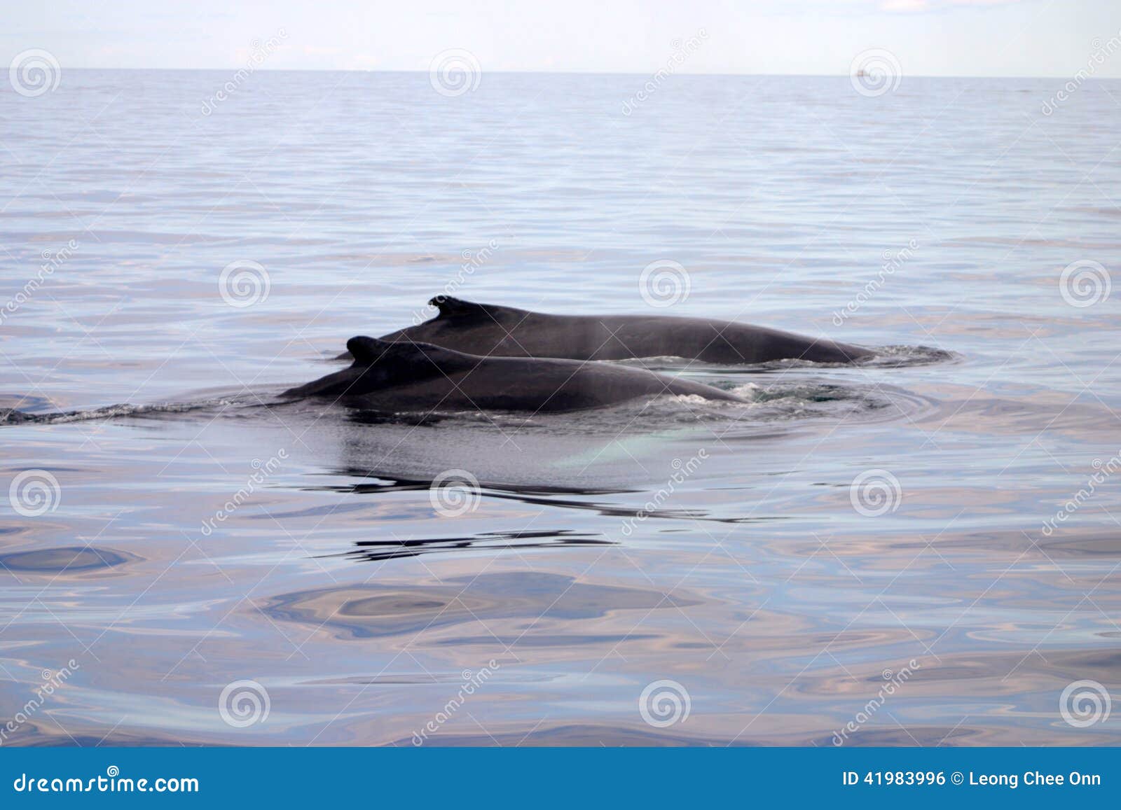 Tail Fin of a Gray Whale in Atlantic Stock Photo - Image of mammal ...