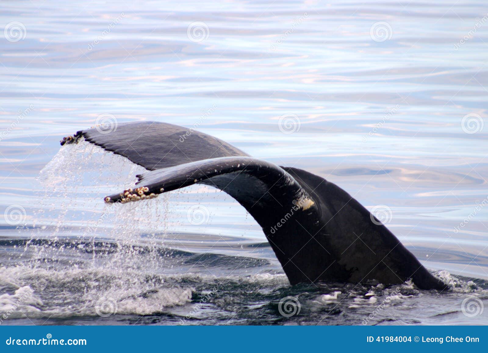Tail Fin of a Gray Whale in Atlantic Stock Photo - Image of natural ...