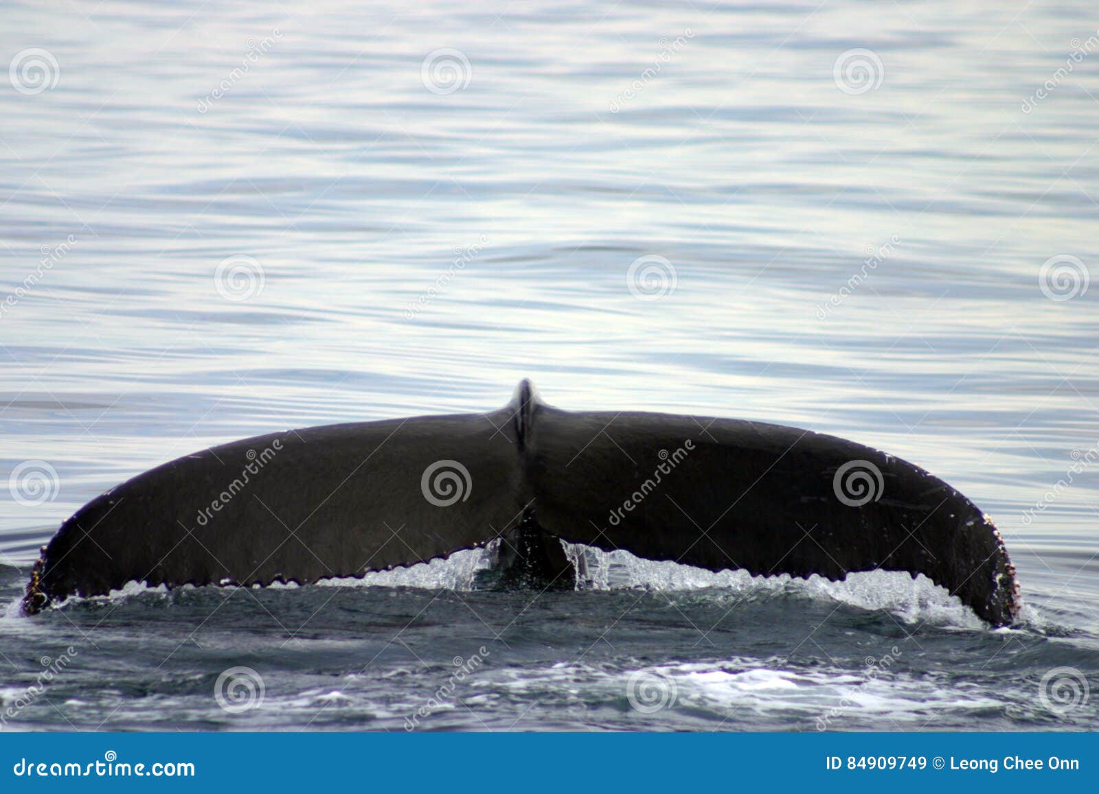Tail Fin of a Gray Whale in Atlantic Stock Image - Image of huge, tail ...