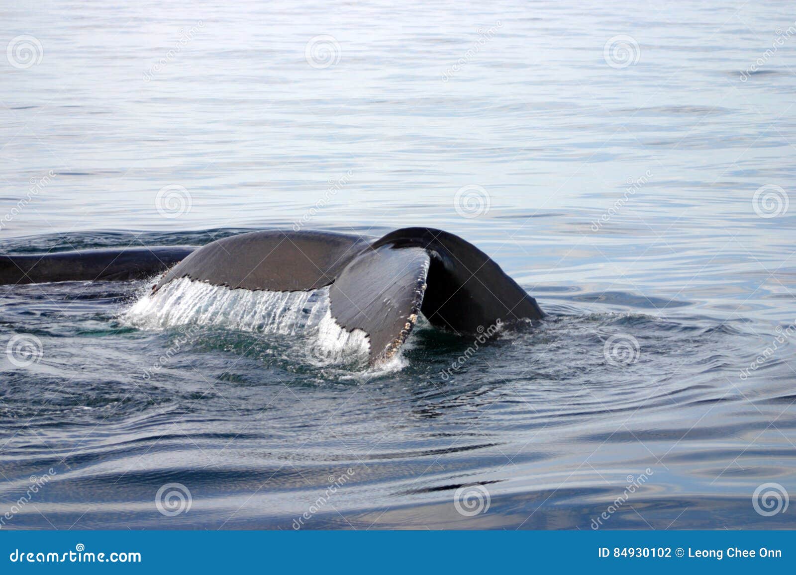 Tail Fin of a Gray Whale in Atlantic Stock Photo - Image of swimming ...