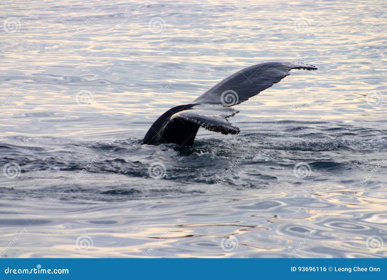 Tail Fin of a Gray Whale in Atlantic Stock Photo - Image of aquatic ...