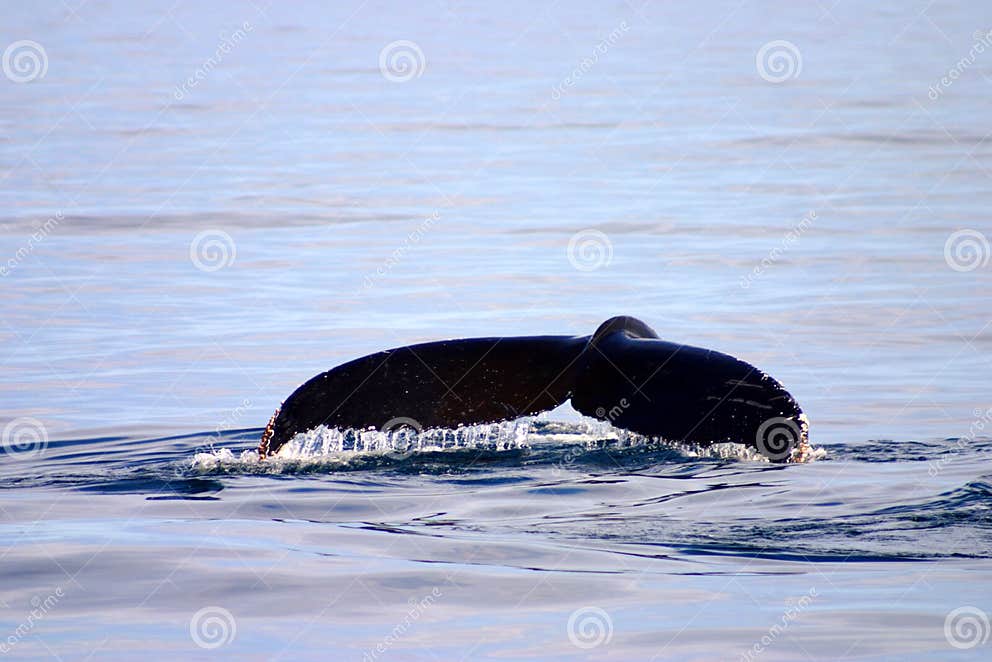 Tail Fin of a Gray Whale in Atlantic Stock Image - Image of humpback ...