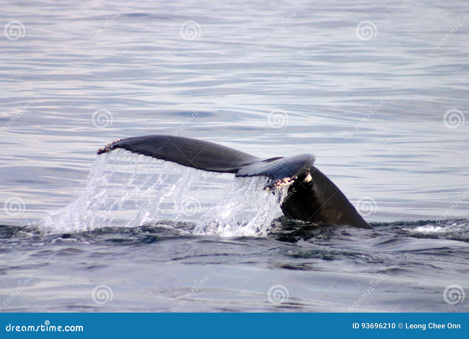 Tail Fin of a Gray Whale in Atlantic Stock Photo - Image of watching ...