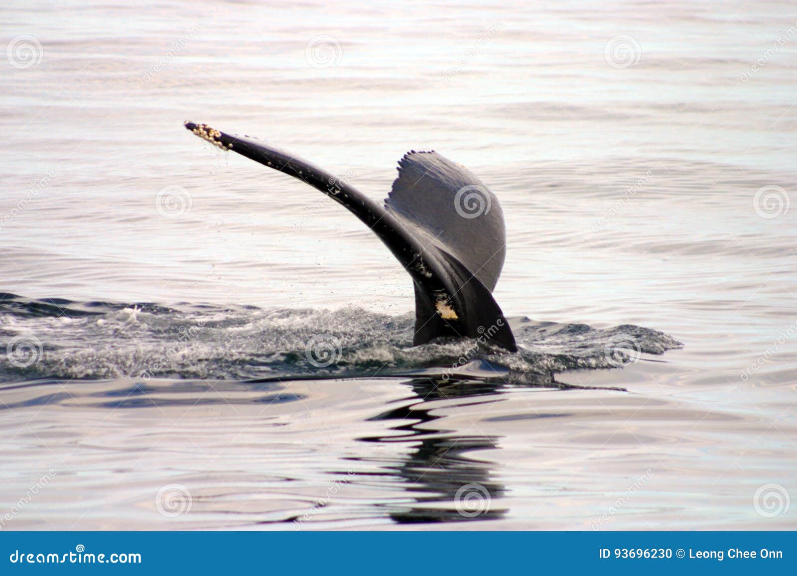 Tail Fin of a Gray Whale in Atlantic Stock Photo - Image of coast ...