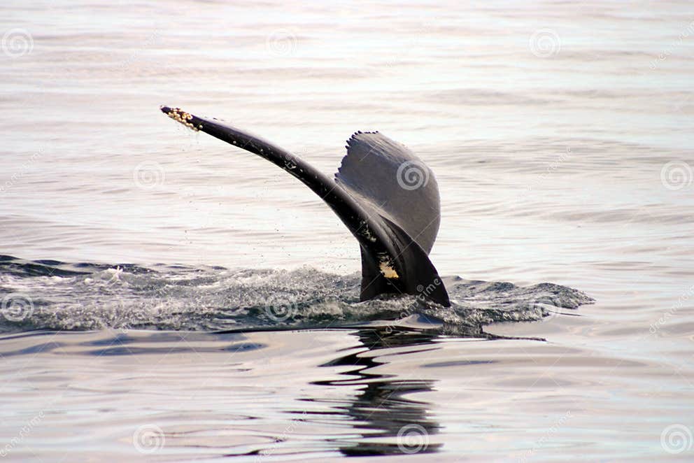 Tail Fin of a Gray Whale in Atlantic Stock Photo - Image of coast ...