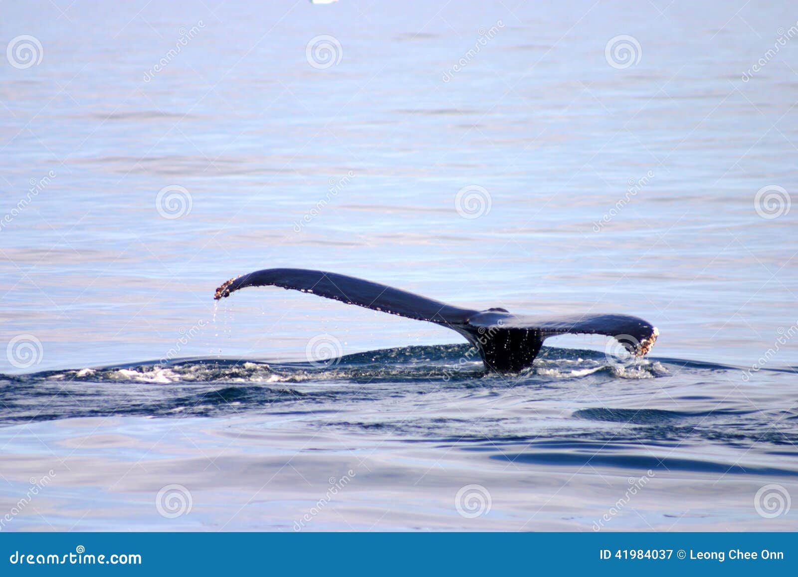 Tail Fin of a Gray Whale in Atlantic Stock Image - Image of water ...