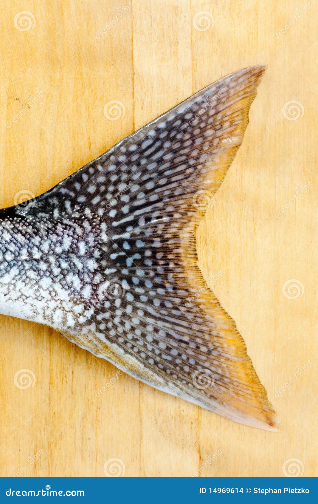 Tail Fin of Lake Trout (Salvelinus Namaycush) Stock Photo - Image of ...