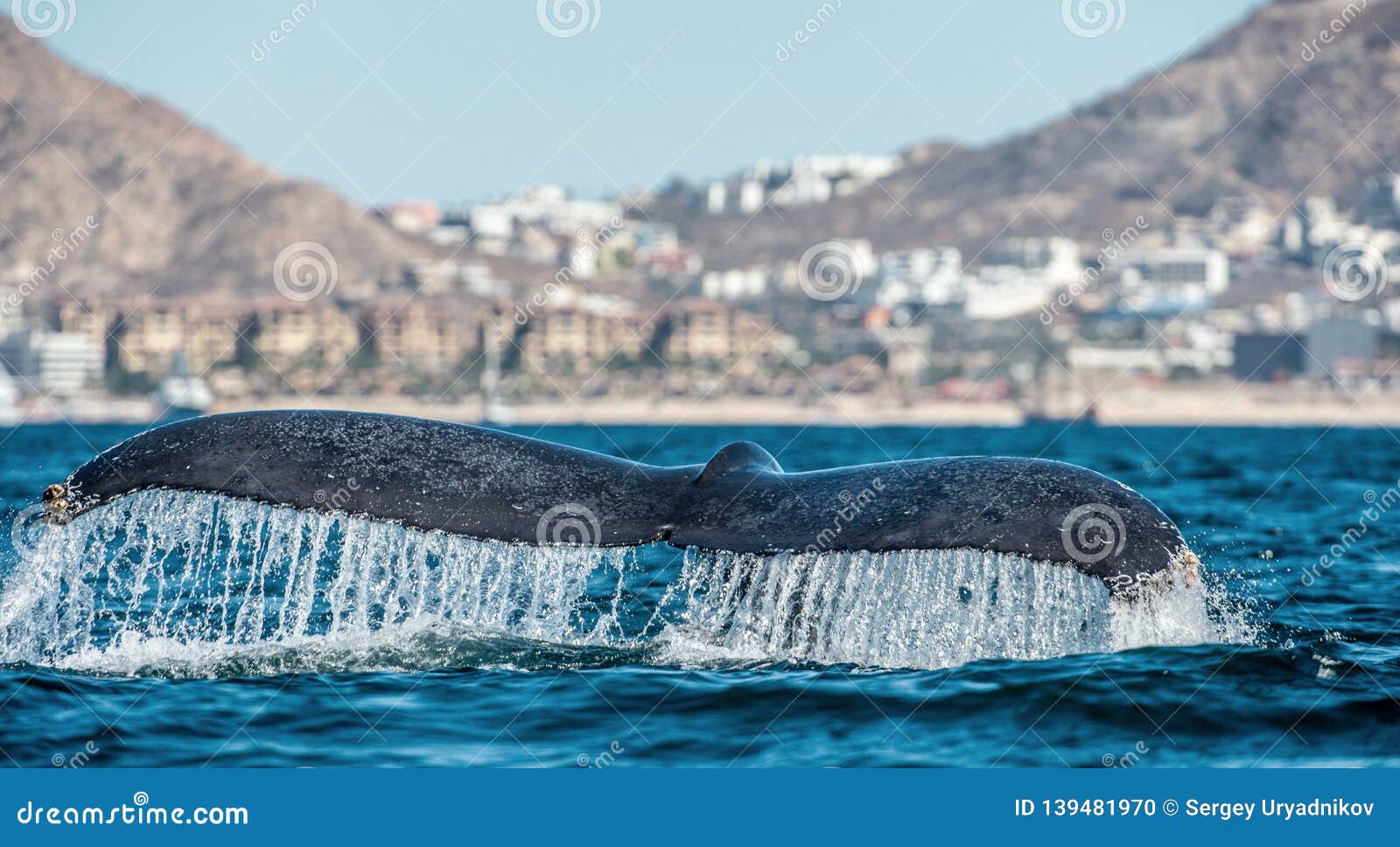Tail Fin of the Mighty Humpback Whale Megaptera Novaeangliae Stock ...