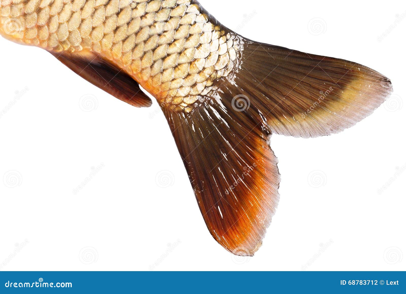 The Tail of the Fish Carp Isolated Stock Photo - Image of freshwater ...