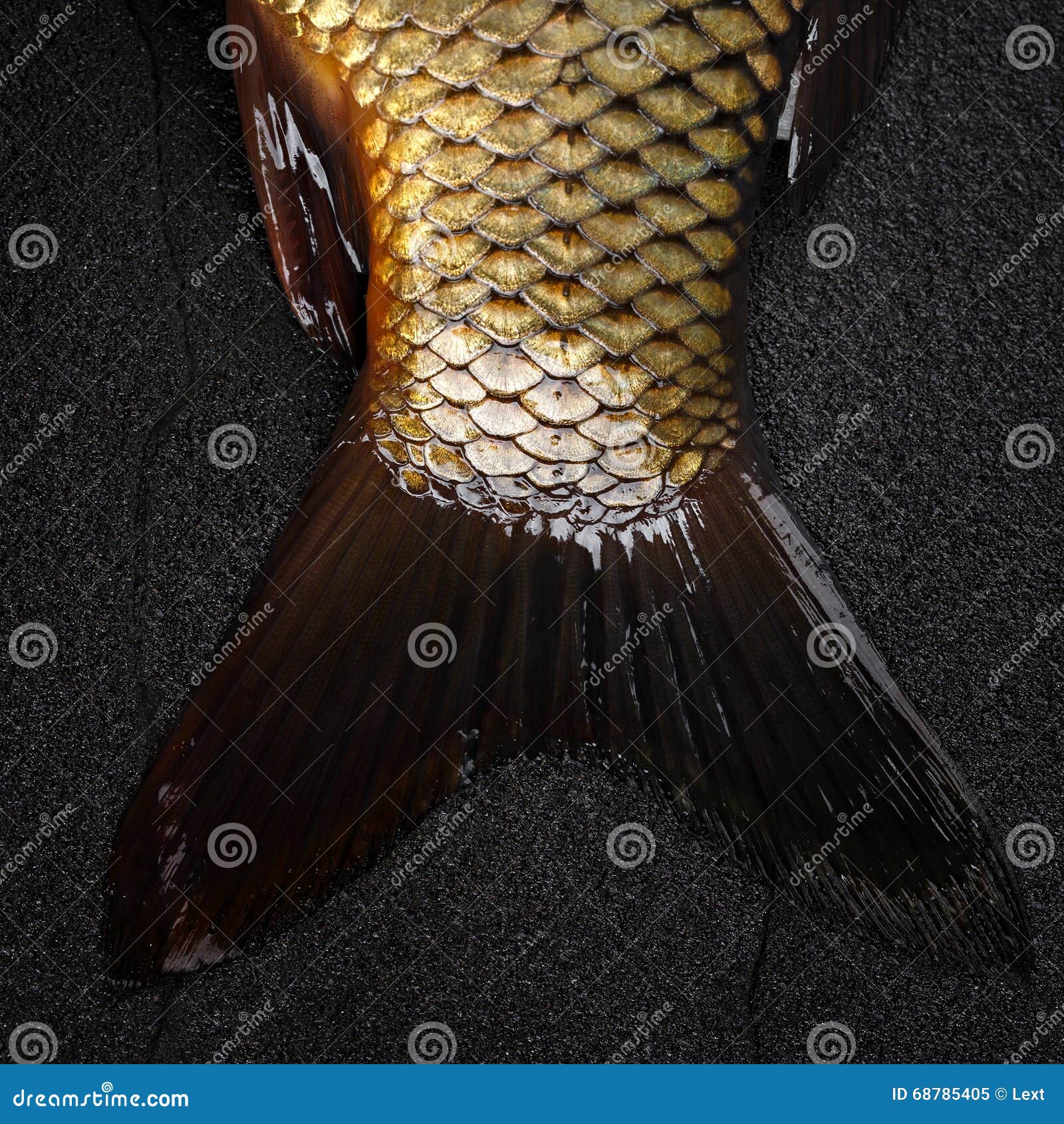 The Tail of the Fish Carp on the Surface of Dark Stone. Stock Image ...