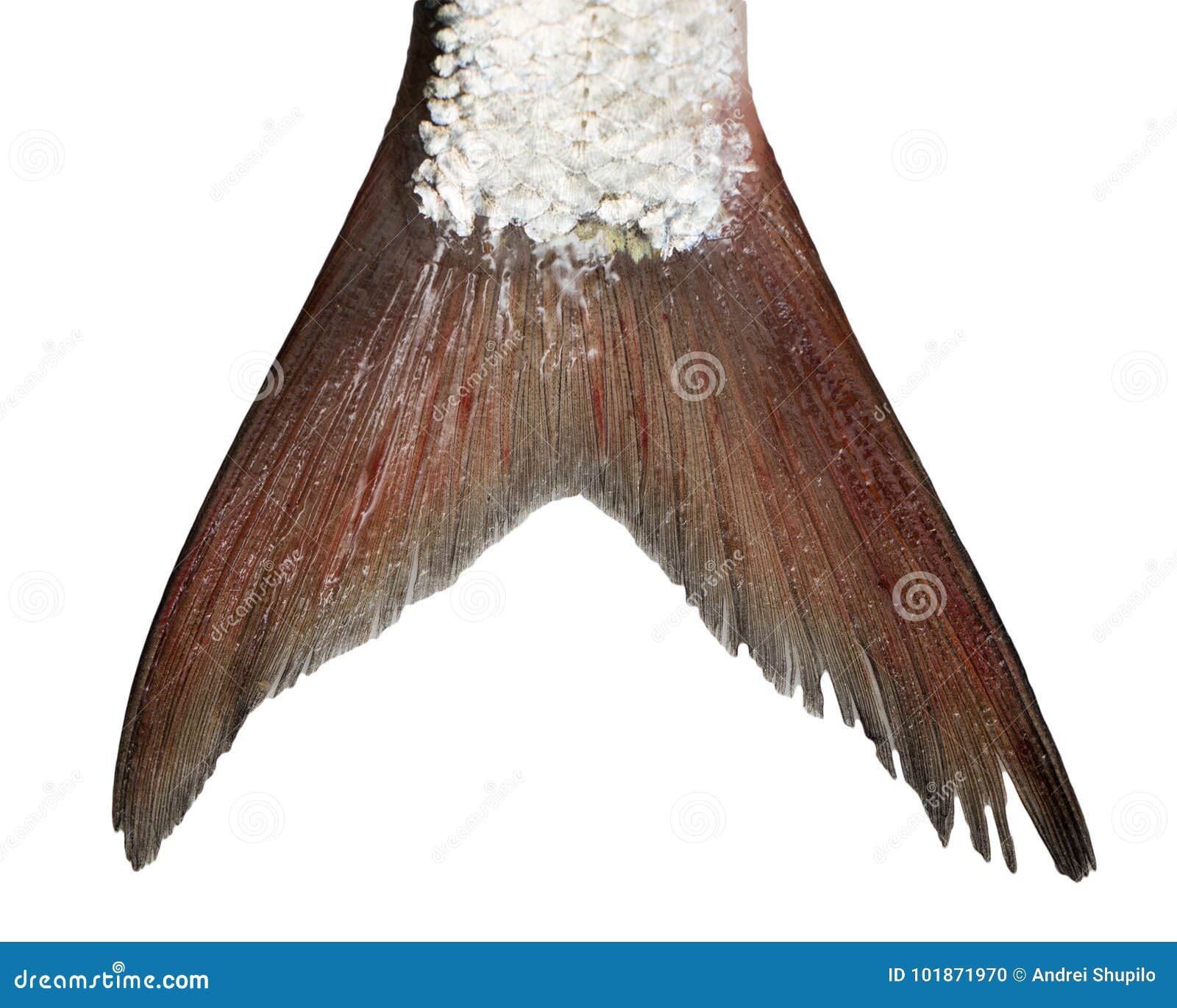 Tail of a Fish on a White Background Stock Photo - Image of healthy ...