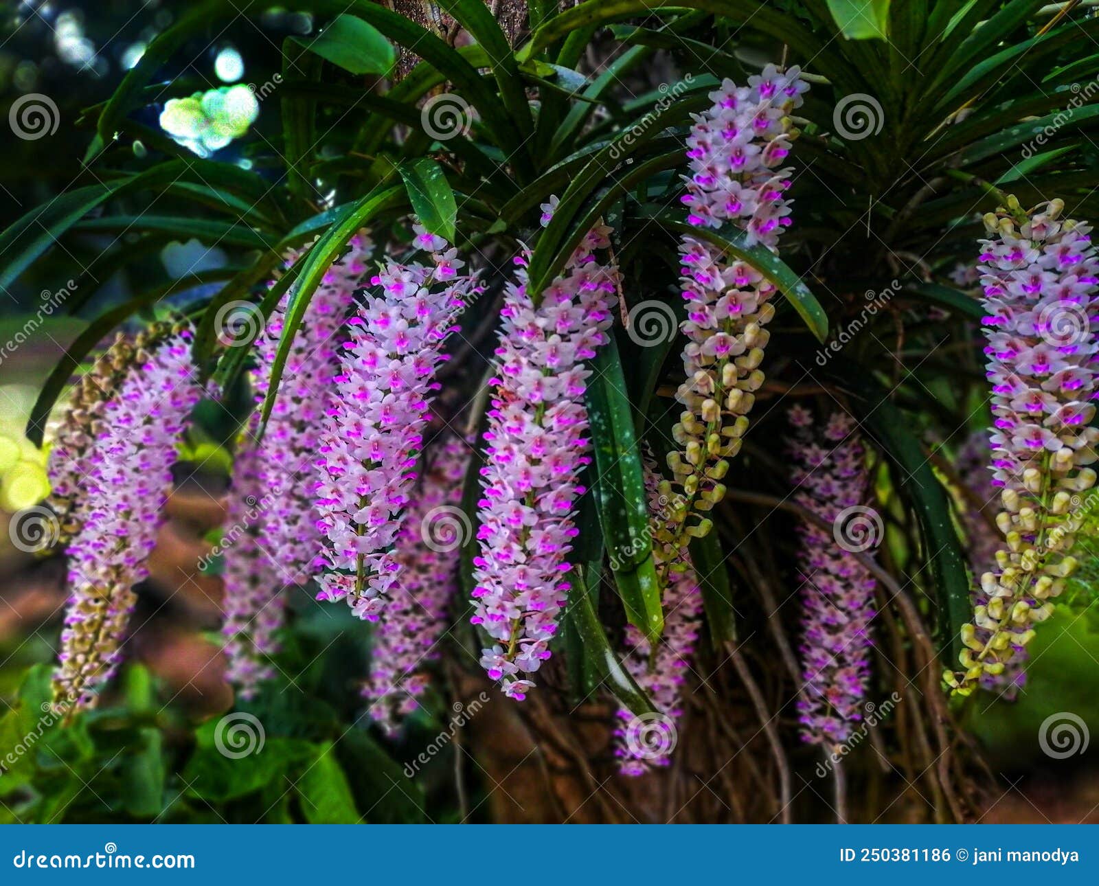 Tail flower stock photo. Image of beautiful, srilankn - 250381186