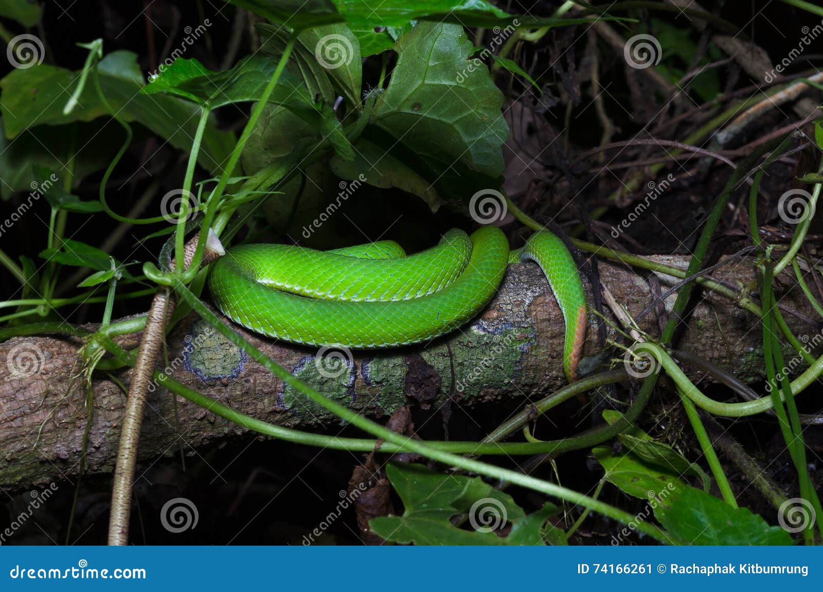 A Tail of Green Snake on the Tree Stock Image - Image of deadly, bite ...