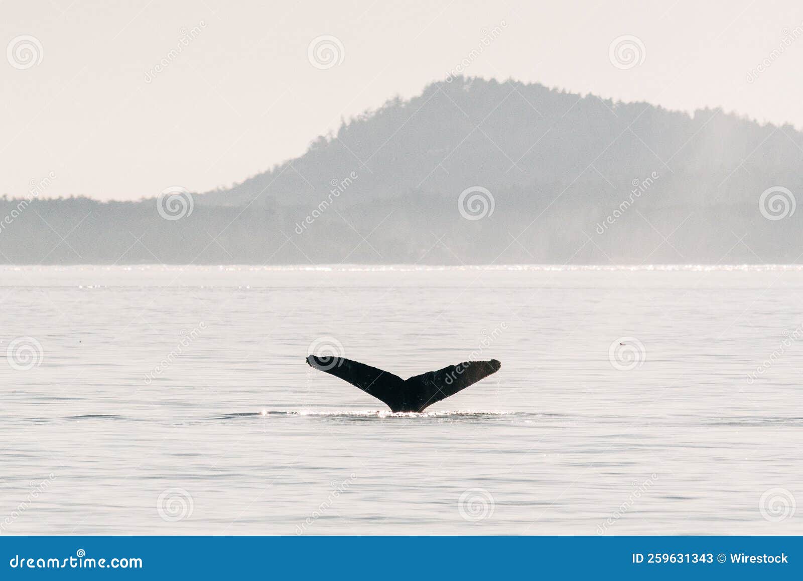 Tail of Humpback Whale, Diving into Sea Water Stock Image - Image of ...