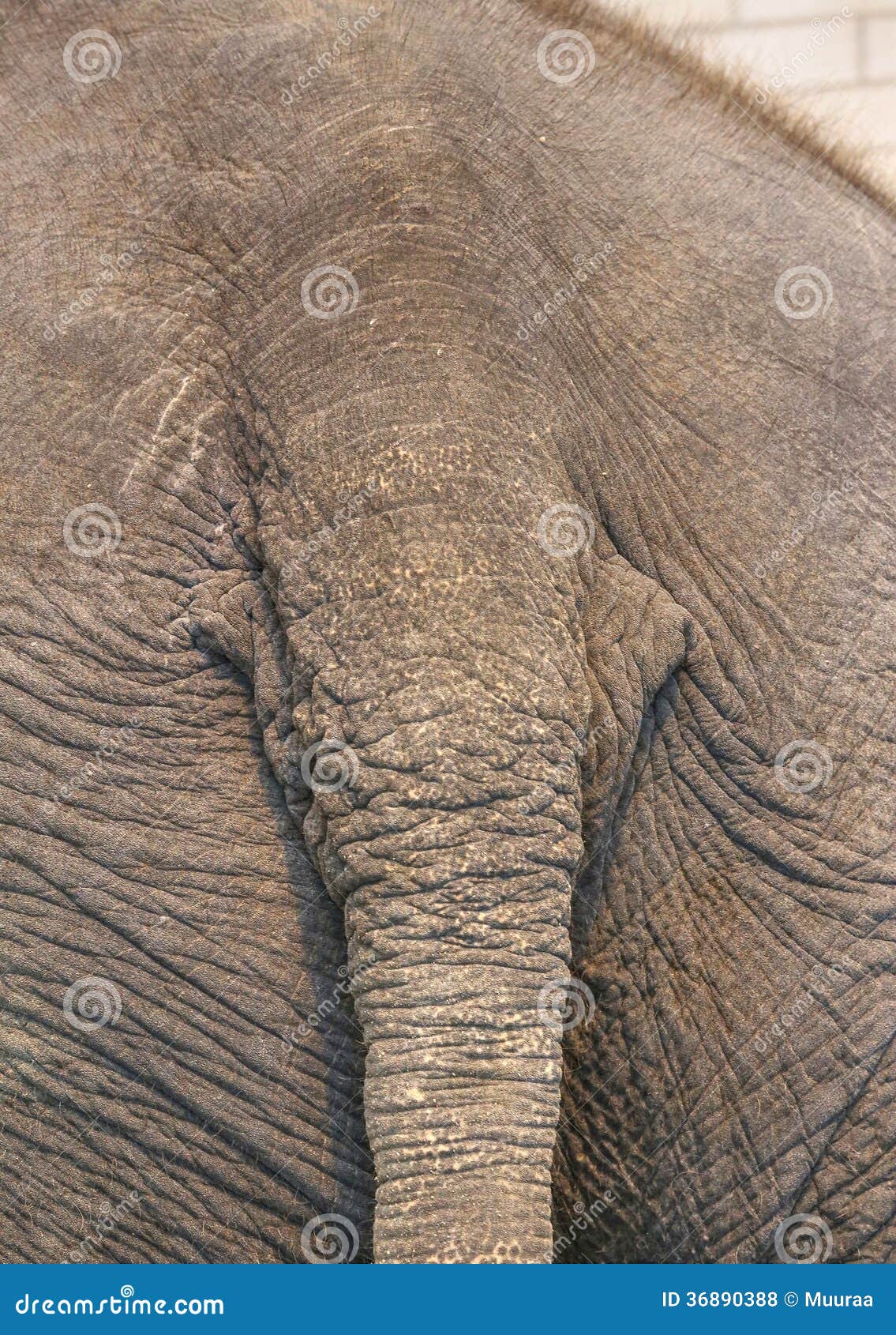 Cat-tail, Elephant Grass, Lesser Reedmace, Narrow-leaved Cat-tail ...