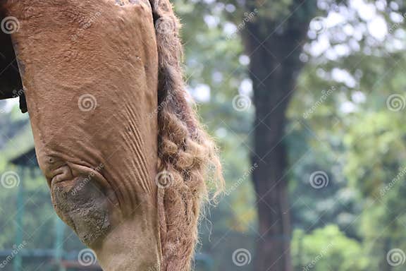 Tail Left rear camel stock photo. Image of left, safari - 315773690