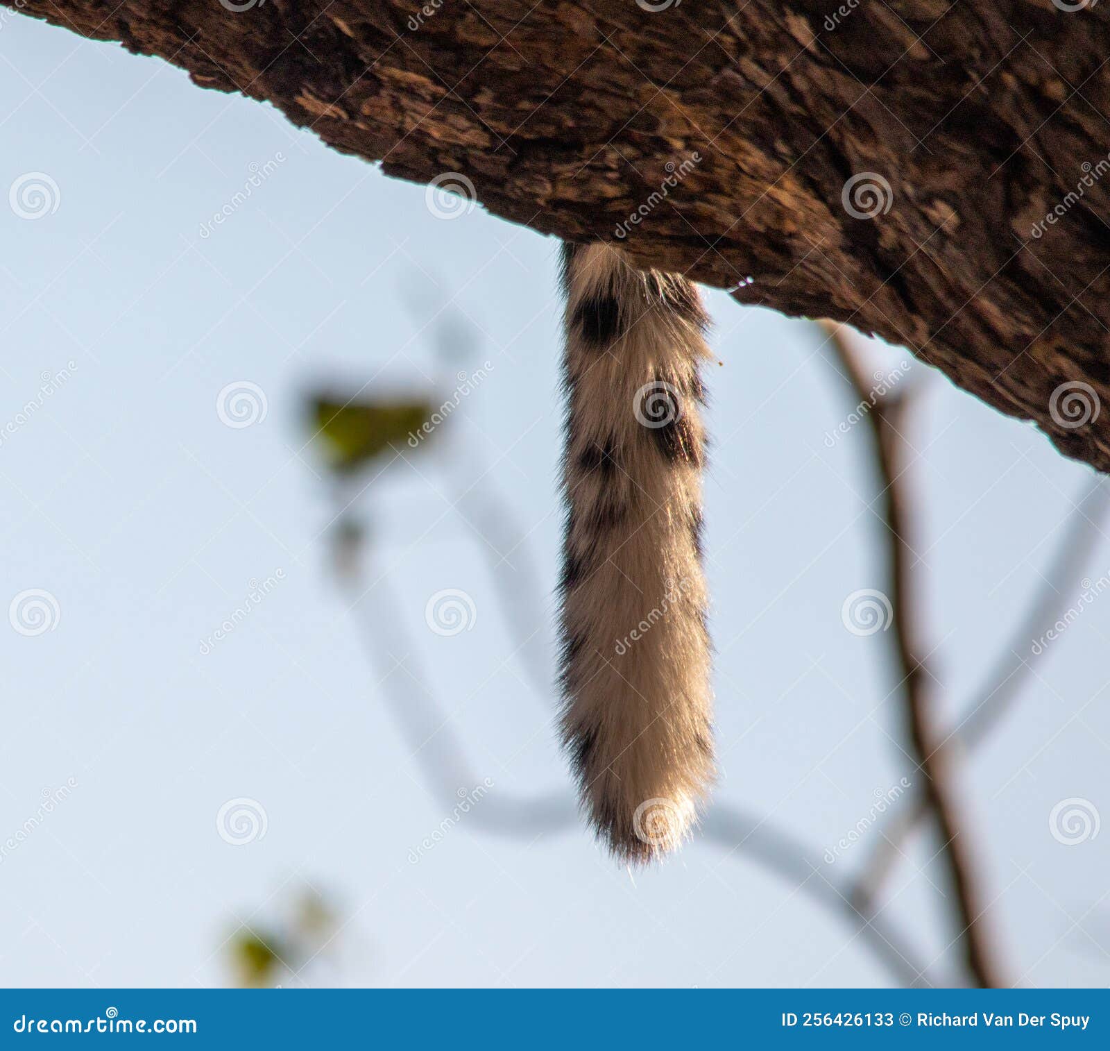 The Leopard Tail Seen Below a Branch Stock Image - Image of safari ...