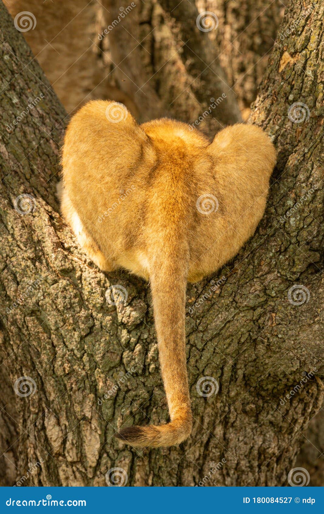 Tail of Lion Cub Lying in Tree Stock Image - Image of safari, feline ...