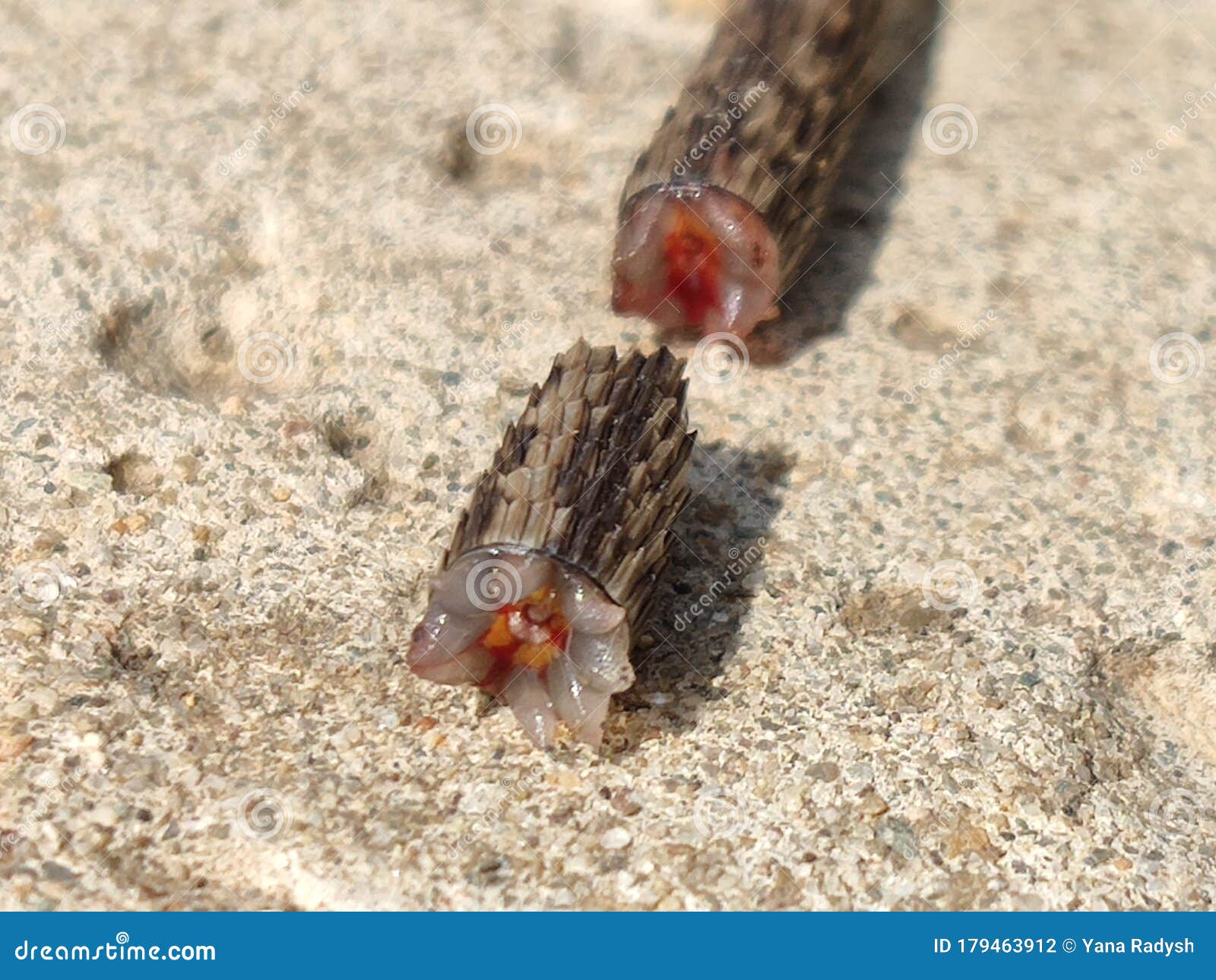 The Tail of a Lizard Fell Off and Lies on a Stone Stock Photo - Image ...