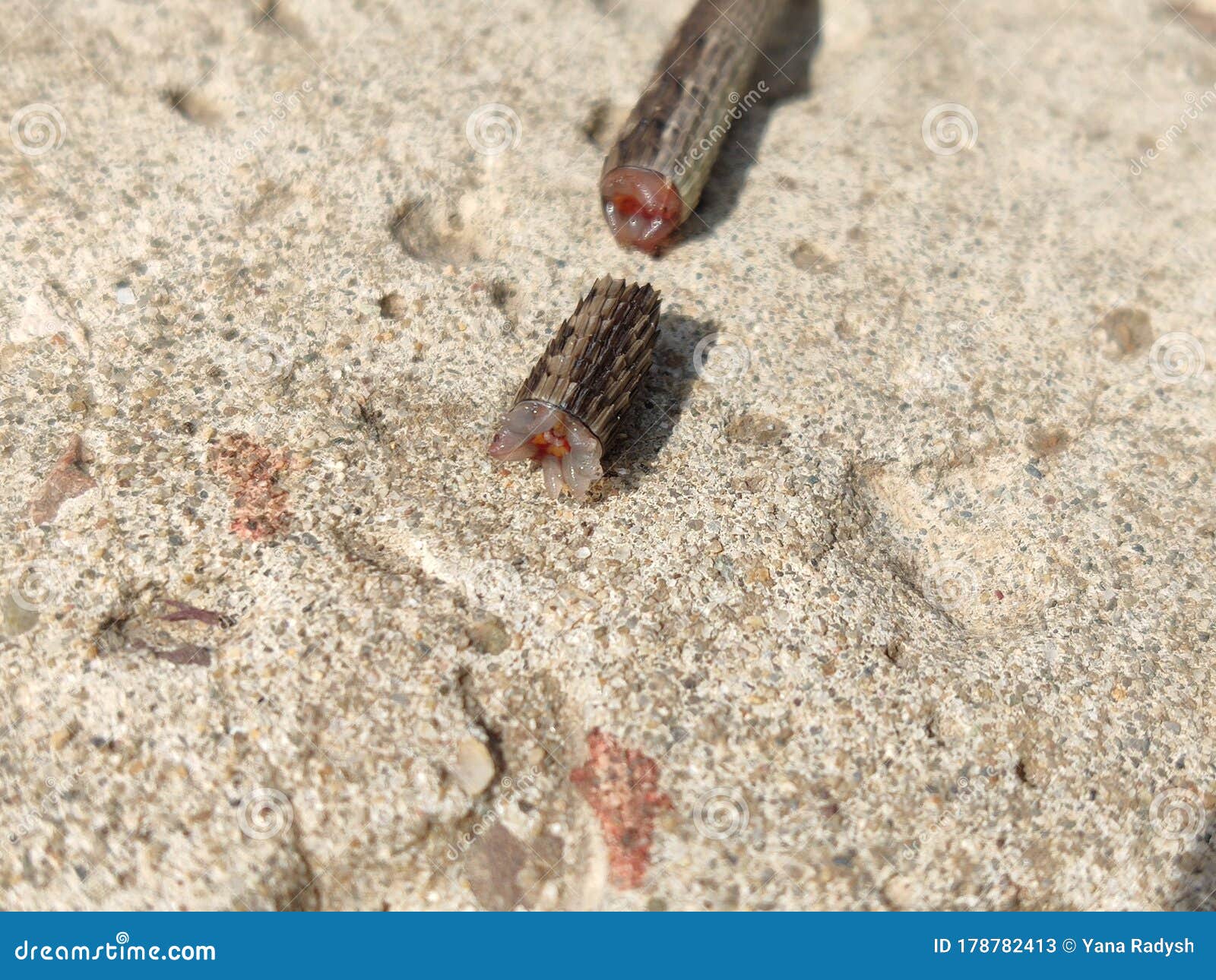 The Tail of a Lizard Fell Off and Lies on a Stone Stock Image - Image ...