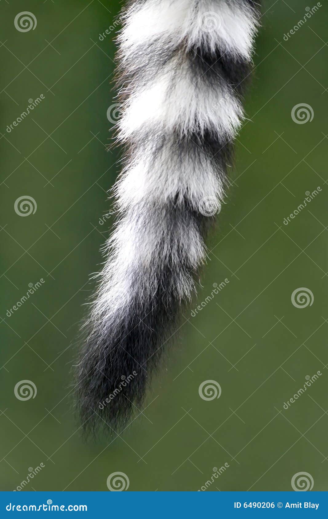 Tail of a monkey stock photo. Image of black, tail, lemur - 6490206