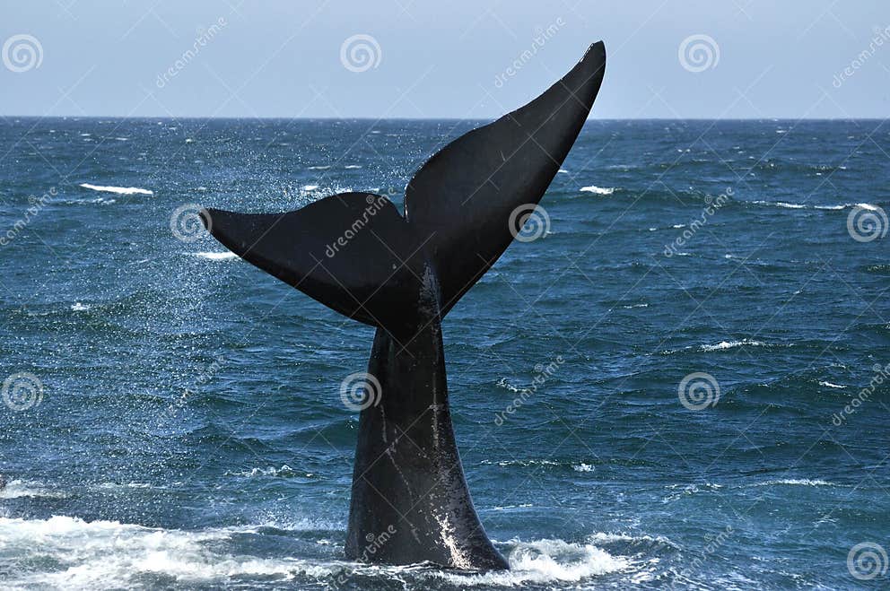 TAIL N LOBBING stock photo. Image of south, beach, australis - 21688696