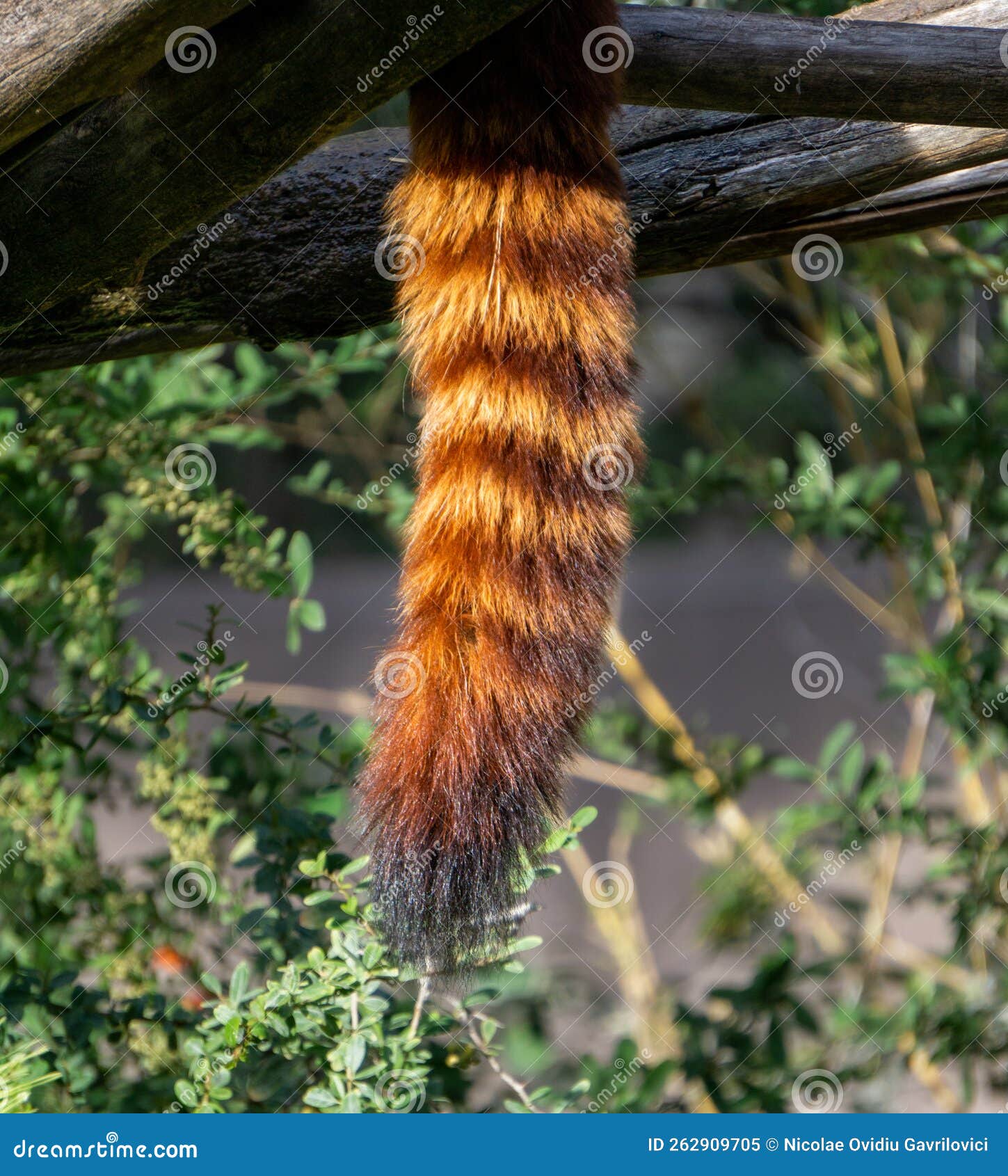 The Tail of a Red Panda Hanging Down Stock Image - Image of lying ...