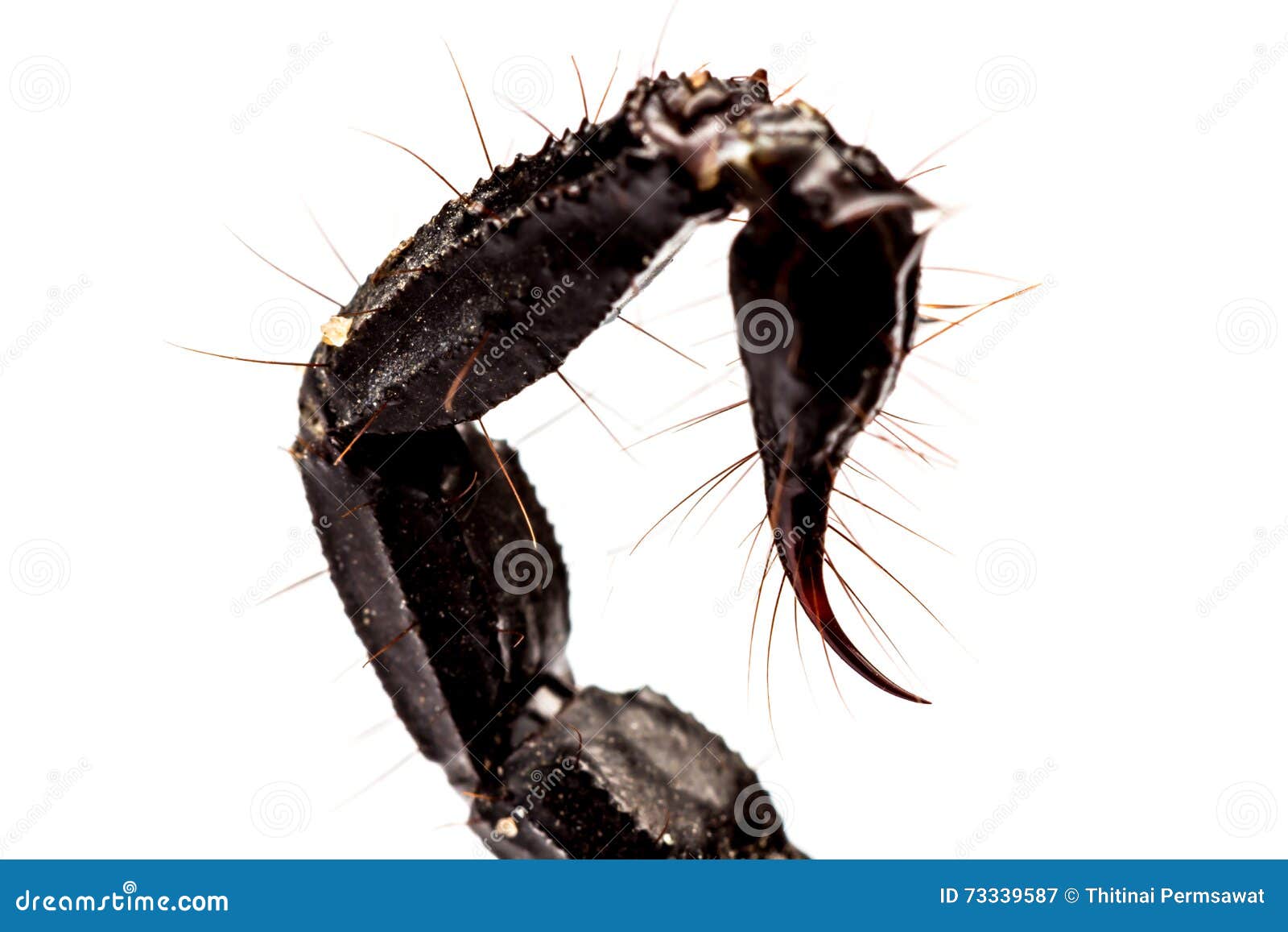Tail scorpion venom stock image. Image of control, arachnophobia - 73339587