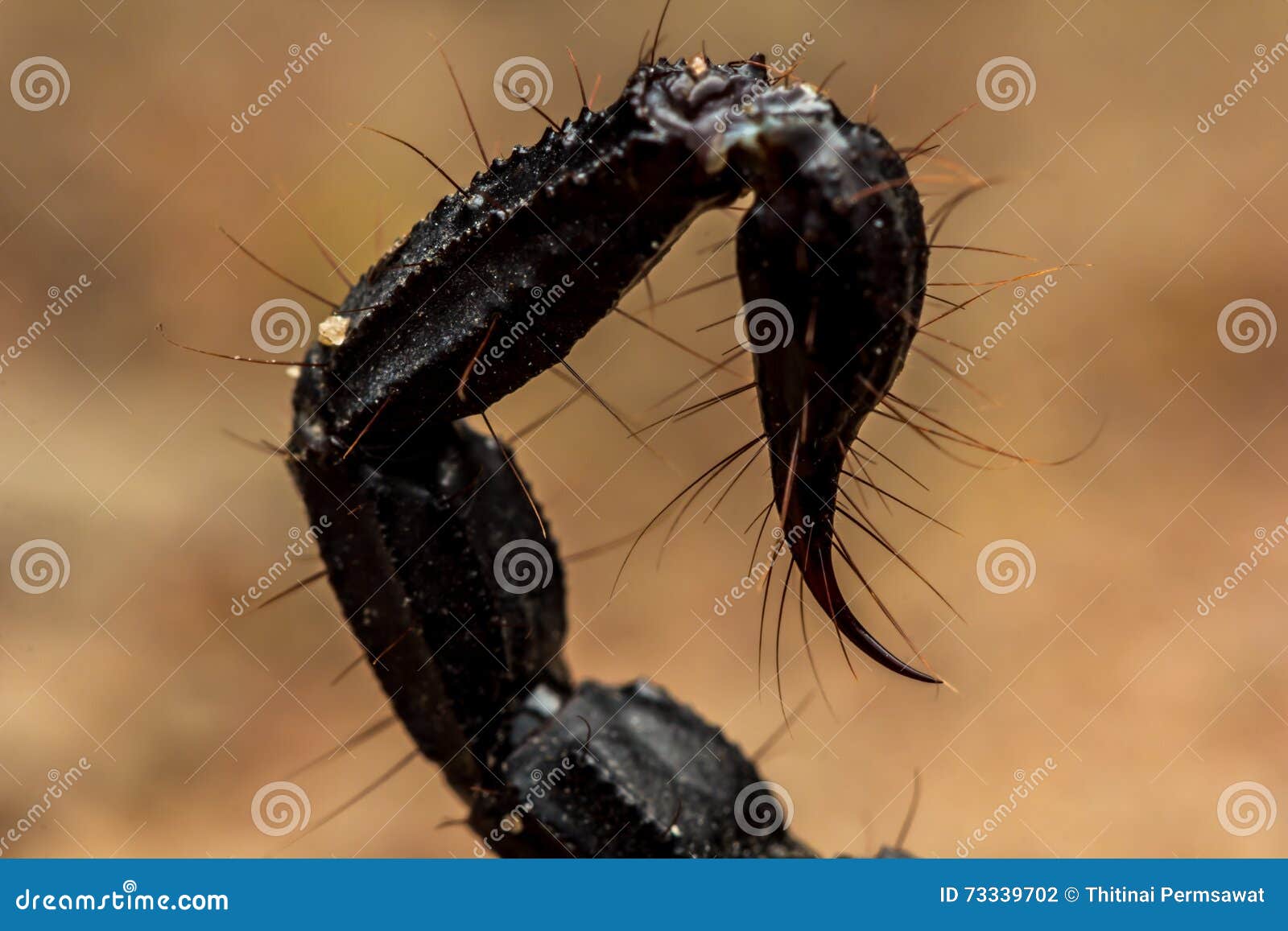 Tail scorpion venom stock photo. Image of creature, arachnid - 73339702