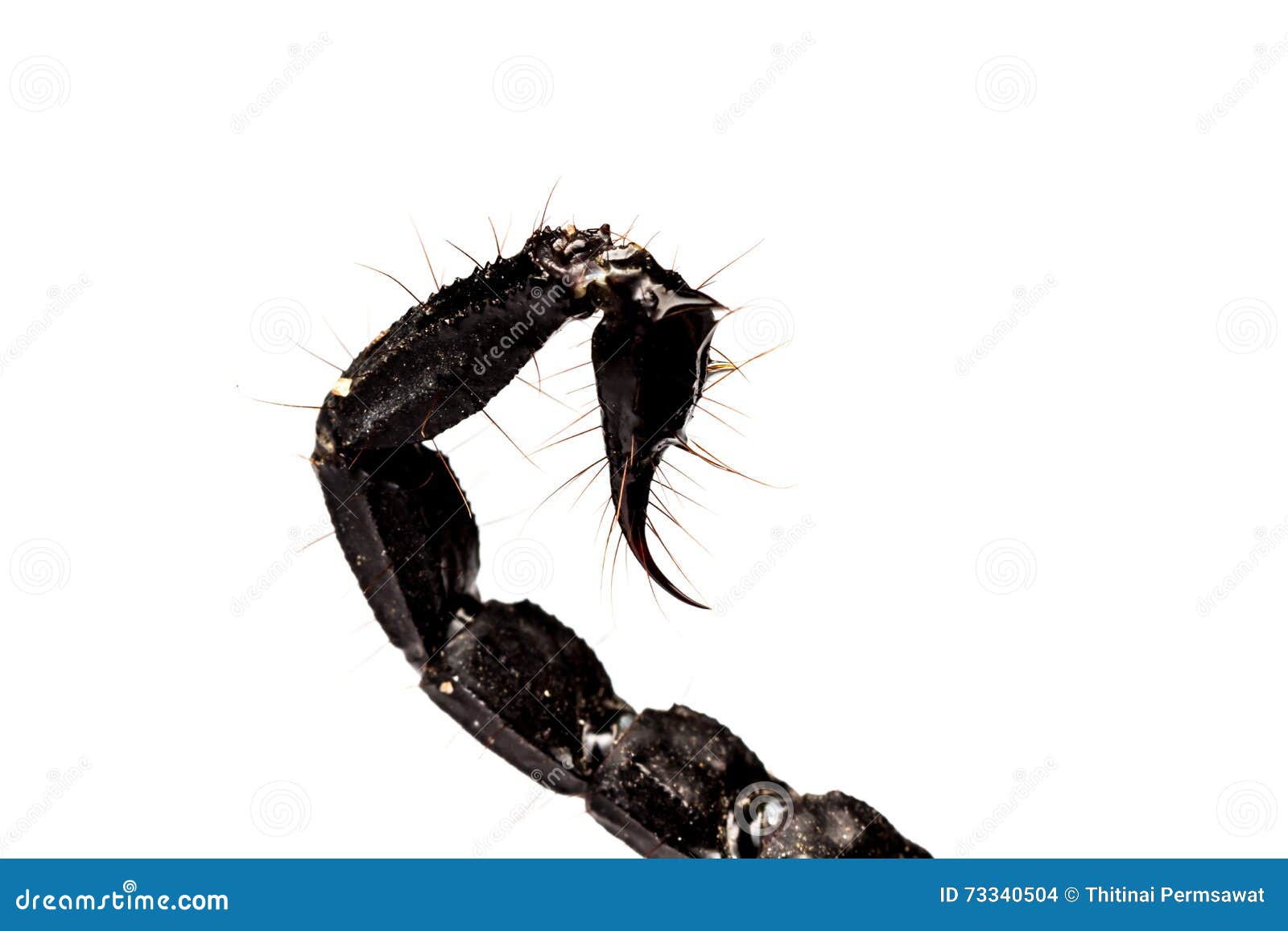 Tail scorpion venom stock photo. Image of creature, insect - 73340504