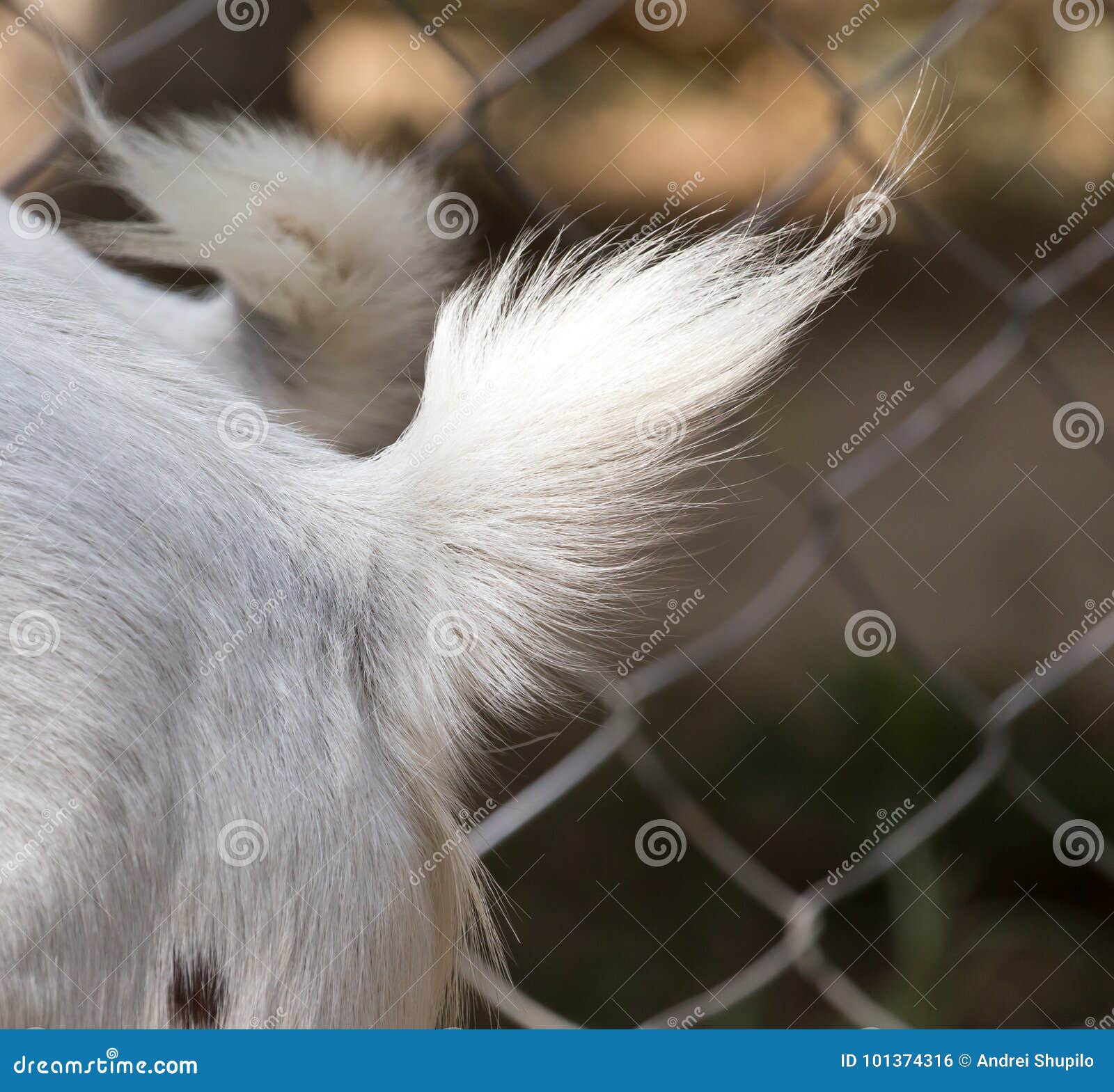Tail sheep stock photo. Image of fell, backside, detail - 101374316